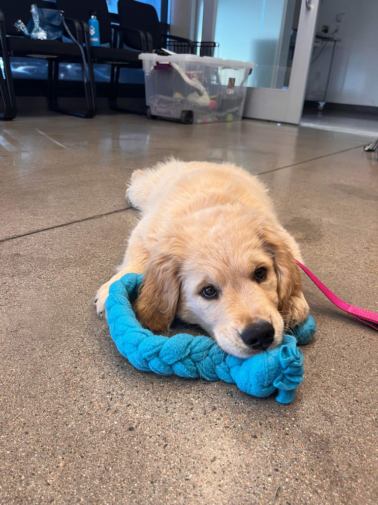 Toy - Tug Time – The Joy of Wagging
